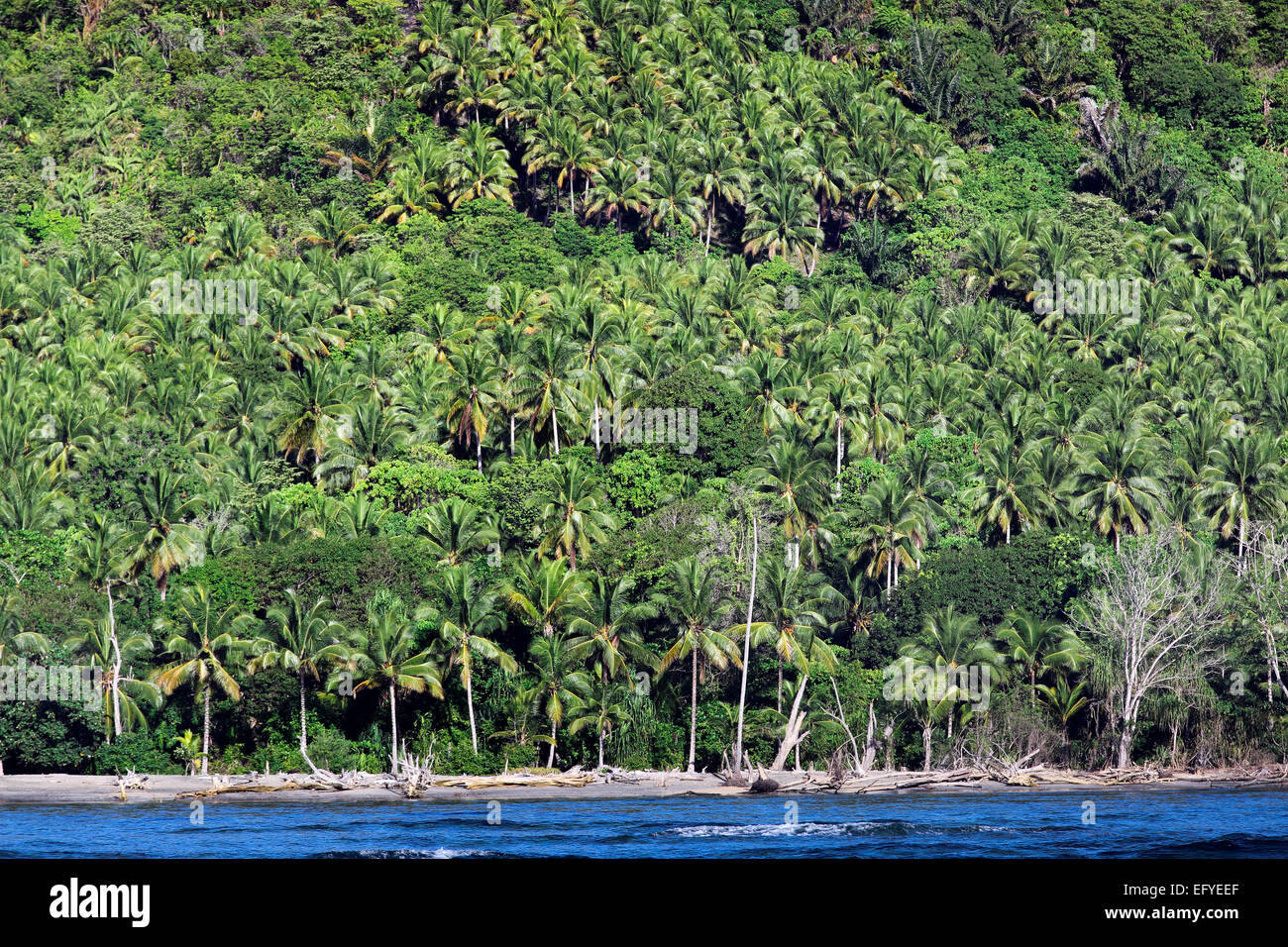 Coconut palm trees hi-res stock photography and images - Alamy