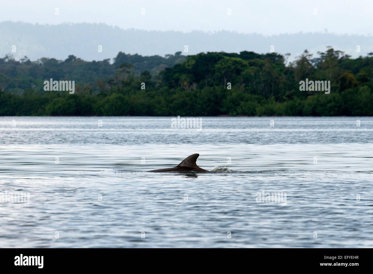 Dolphin in jumping in Dolphin Bay in Bocas del Toro, Panama. Tropical ...