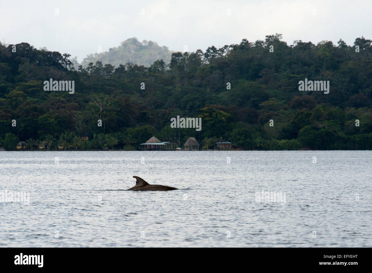 Dolphin in jumping in Dolphin Bay in Bocas del Toro, Panama. Tropical ...