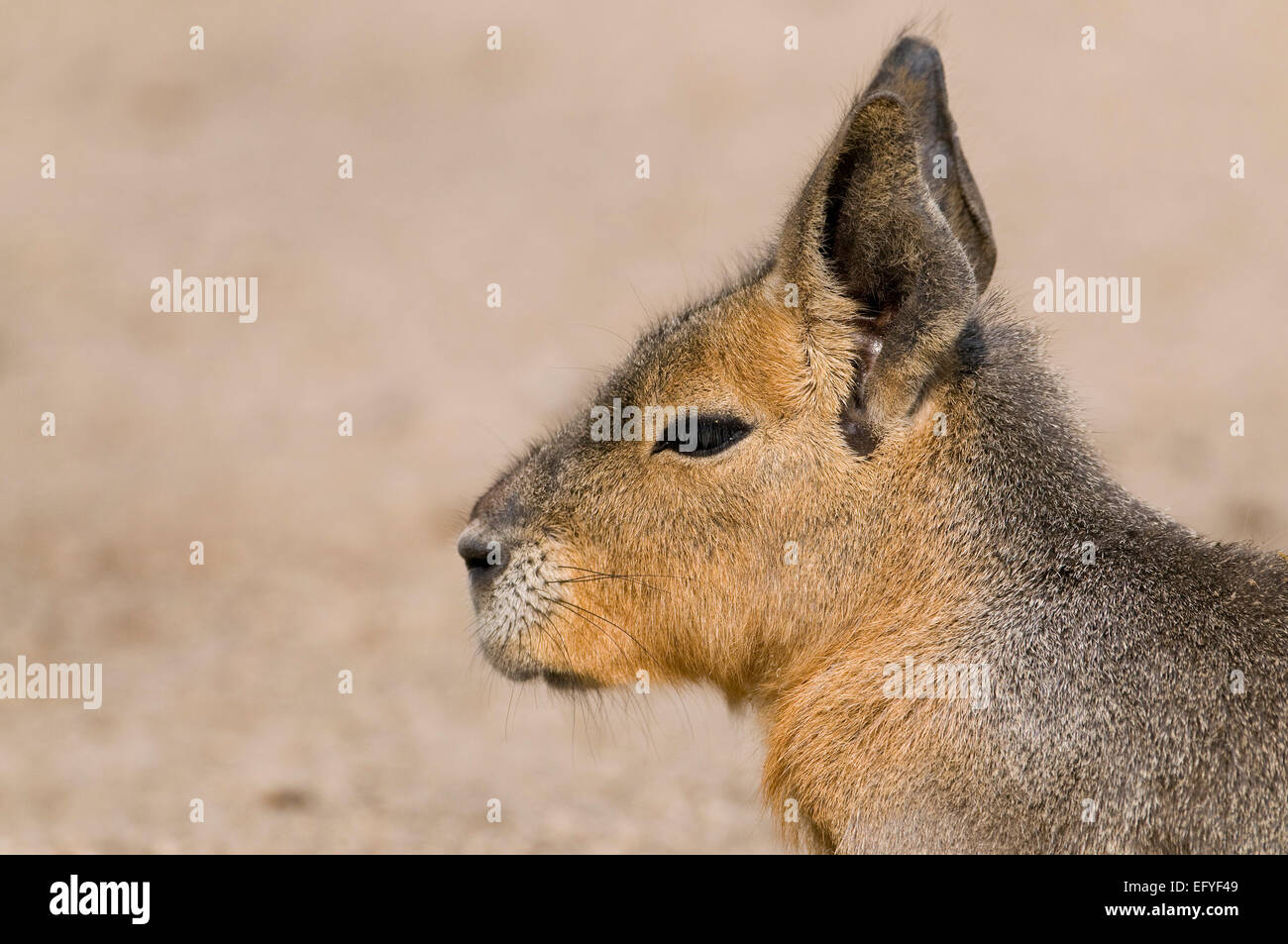 Patagonian mara (DoRMichotis patagonum), native to Argentina, captive ...