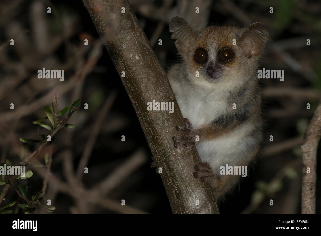 Gray mouse lemur (Microcebus murinus), Berenty, Madagascar Stock Photo ...