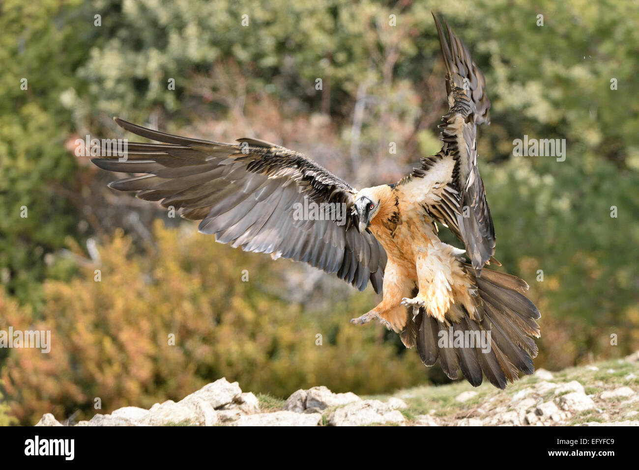 Catarmonia hi-res stock photography and images - Alamy