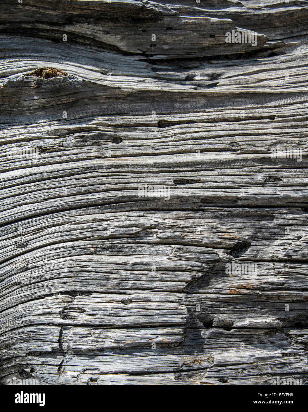 Dead wood tree hi-res stock photography and images - Alamy