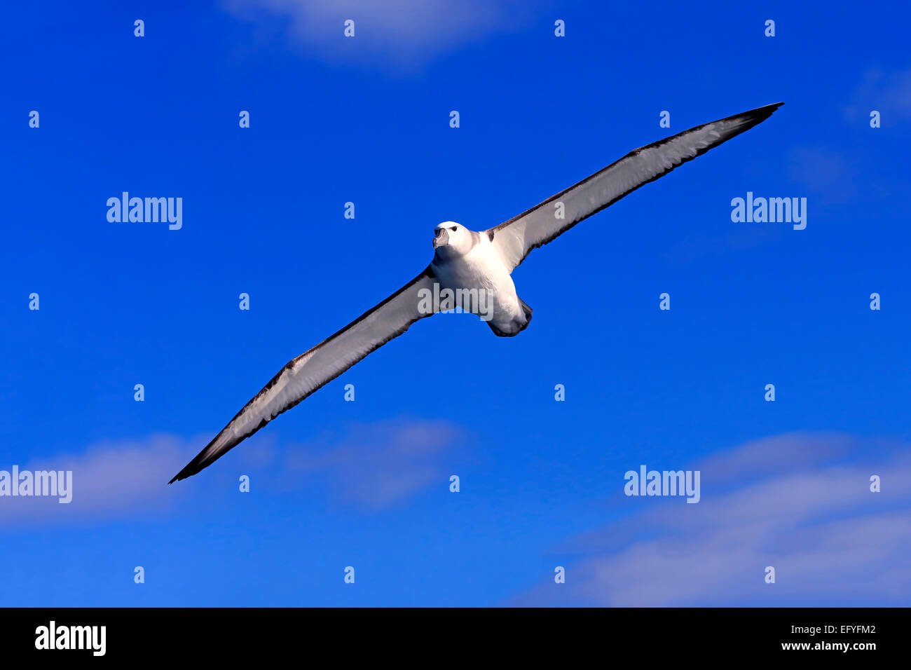 Shy albatross (Thalassarche cauta), adult, flying, Cape of Good Hope ...