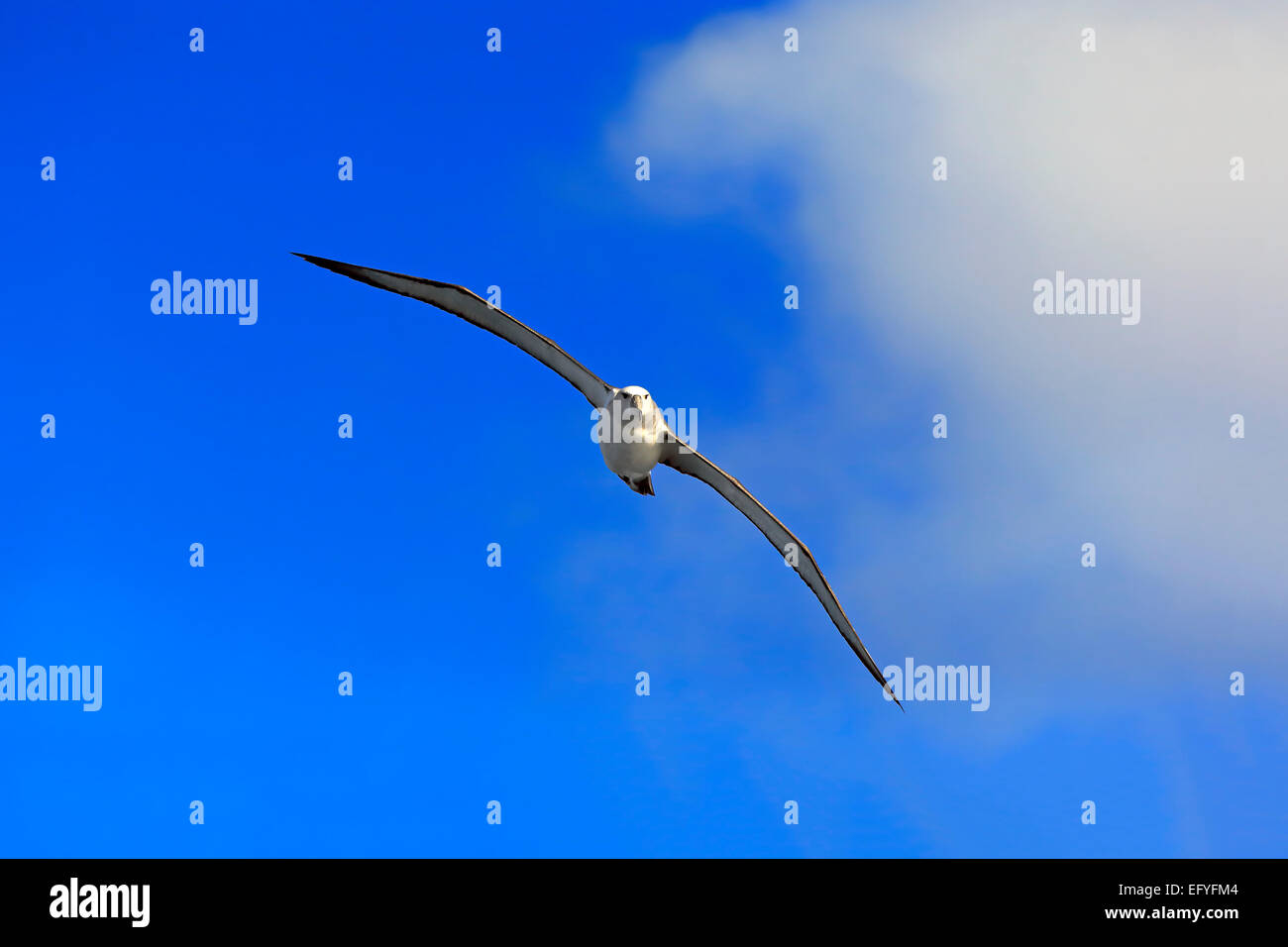 Shy albatross (Thalassarche cauta), adult, flying, Cape of Good Hope ...
