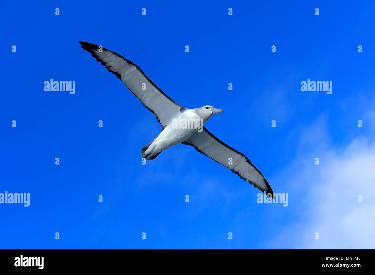 Shy albatross (Thalassarche cauta), adult, flying, Cape of Good Hope ...