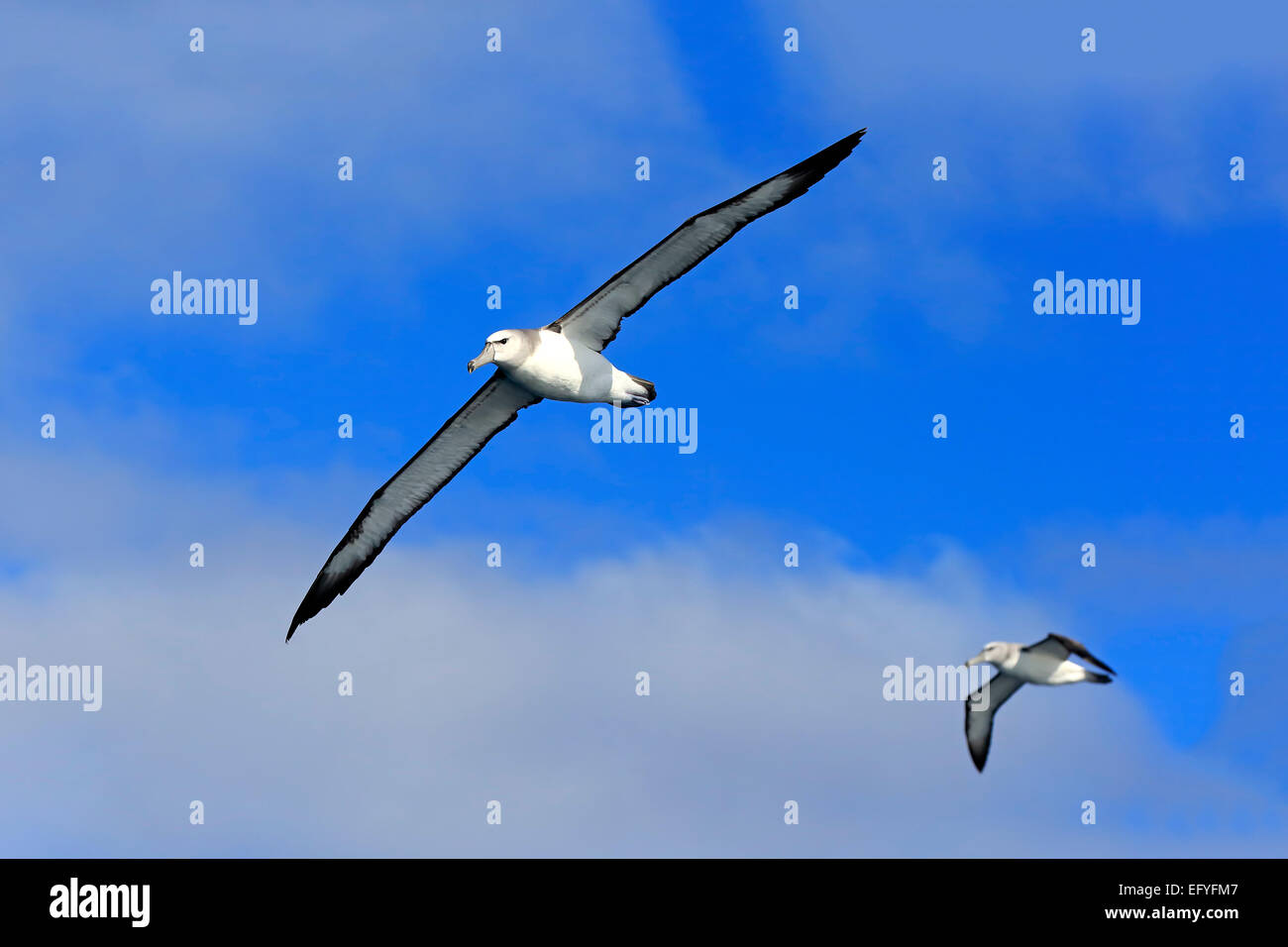 Shy albatross (Thalassarche cauta), adult, flying, two, Cape of Good ...