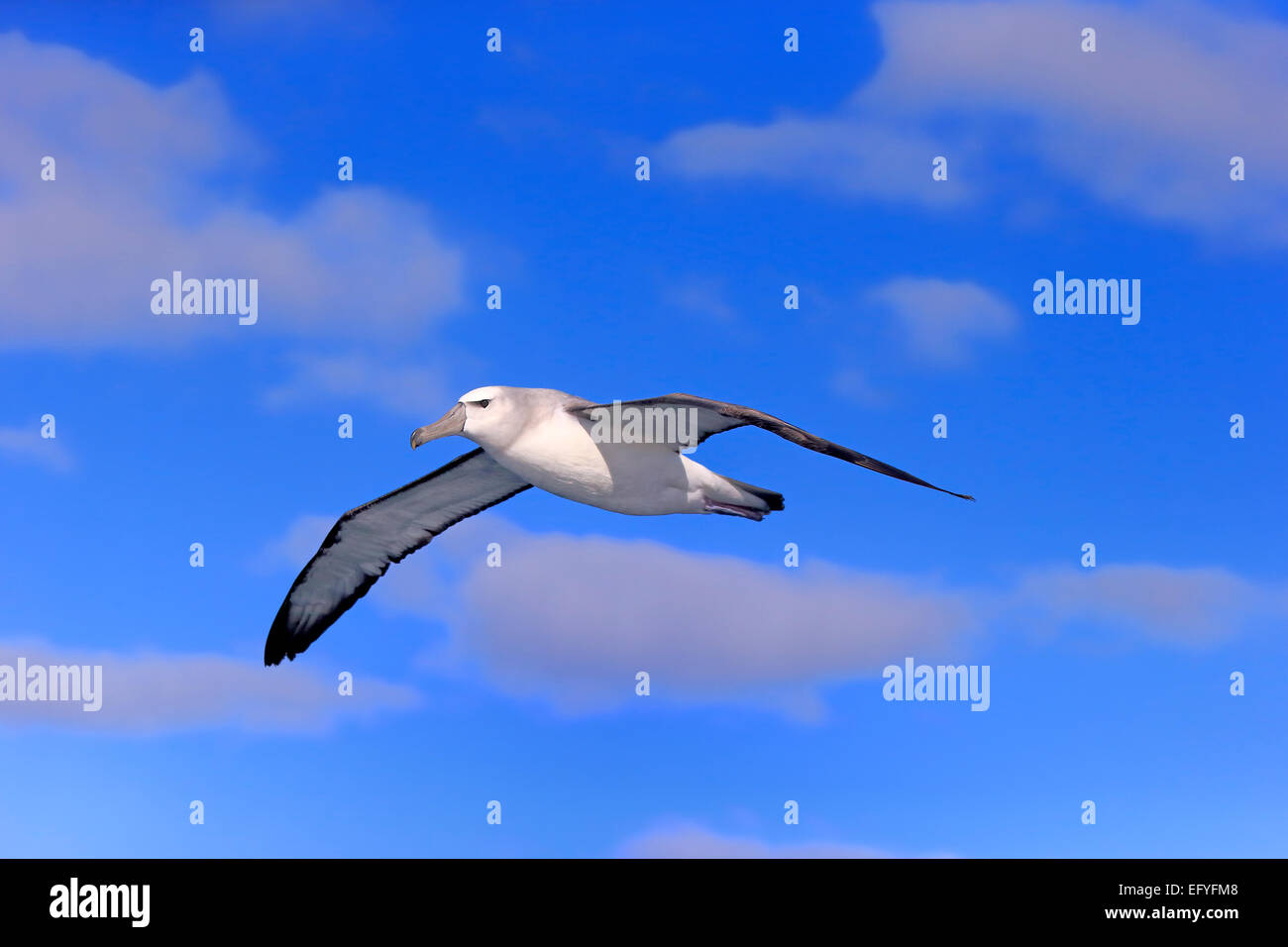 Shy albatross (Thalassarche cauta), adult, flying, Cape of Good Hope ...