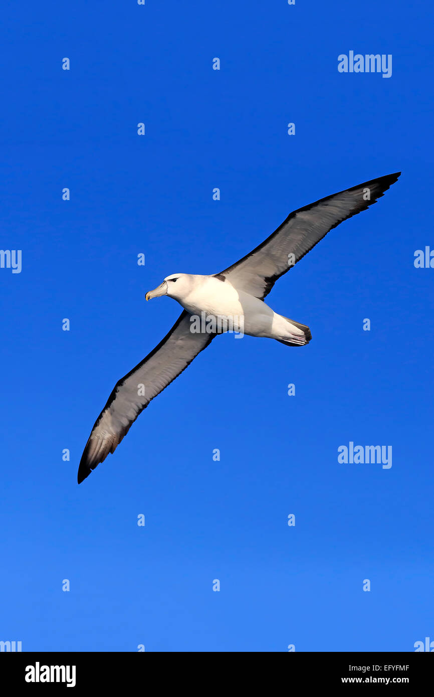 Shy albatross (Thalassarche cauta), adult, flying, Cape of Good Hope ...