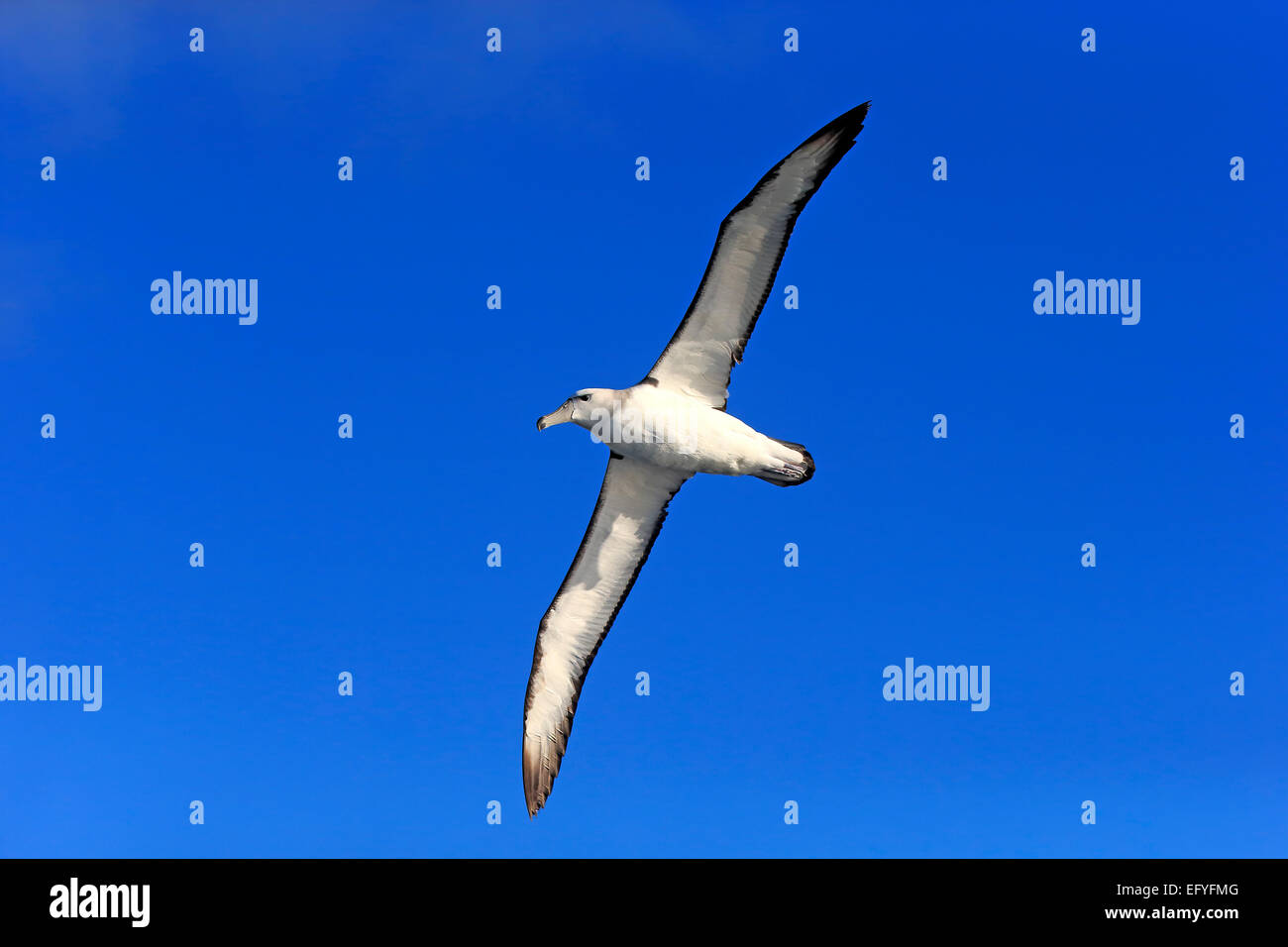 Shy albatross (Thalassarche cauta), adult, flying, Cape of Good Hope ...