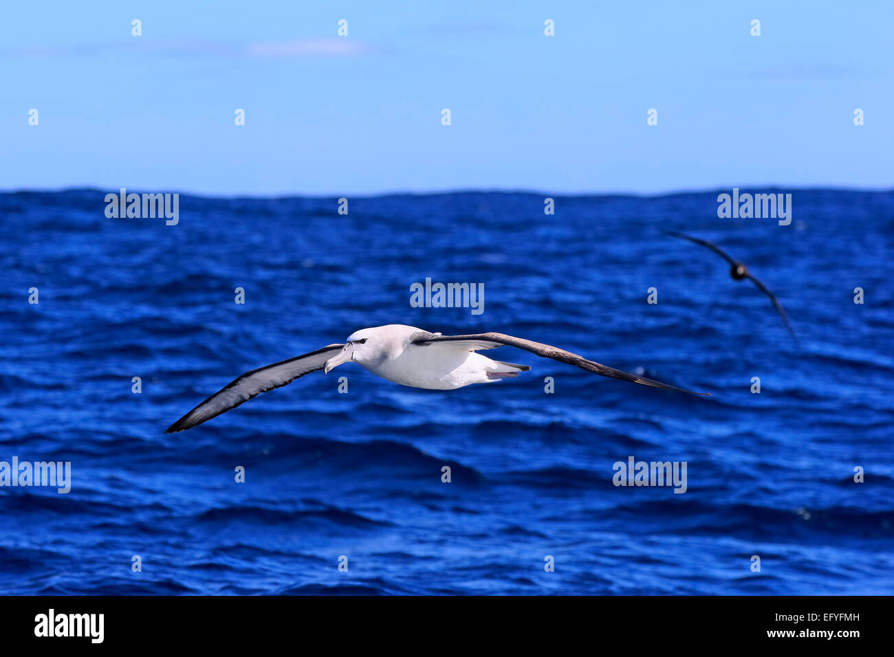 Shy albatross (Thalassarche cauta), adult, flying, Cape of Good Hope ...