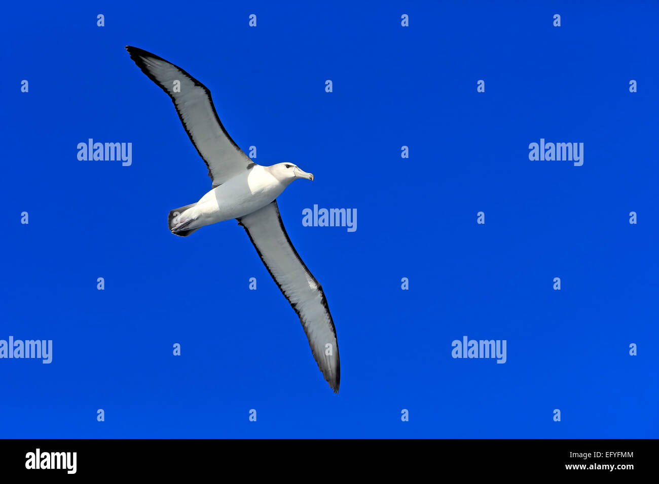 Shy albatross (Thalassarche cauta), adult, flying, Cape of Good Hope ...