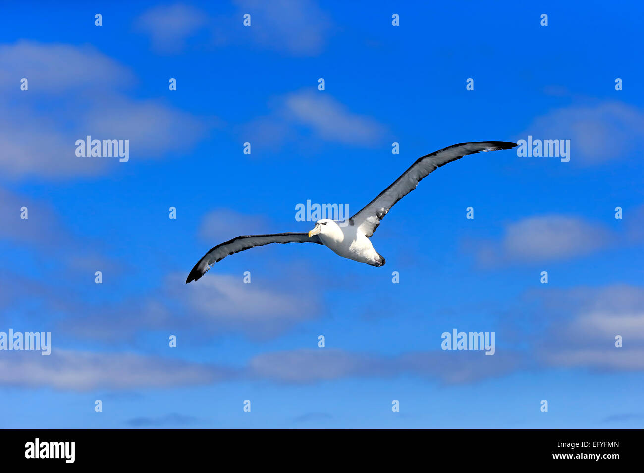 Shy albatross (Thalassarche cauta), adult, flying, Cape of Good Hope ...