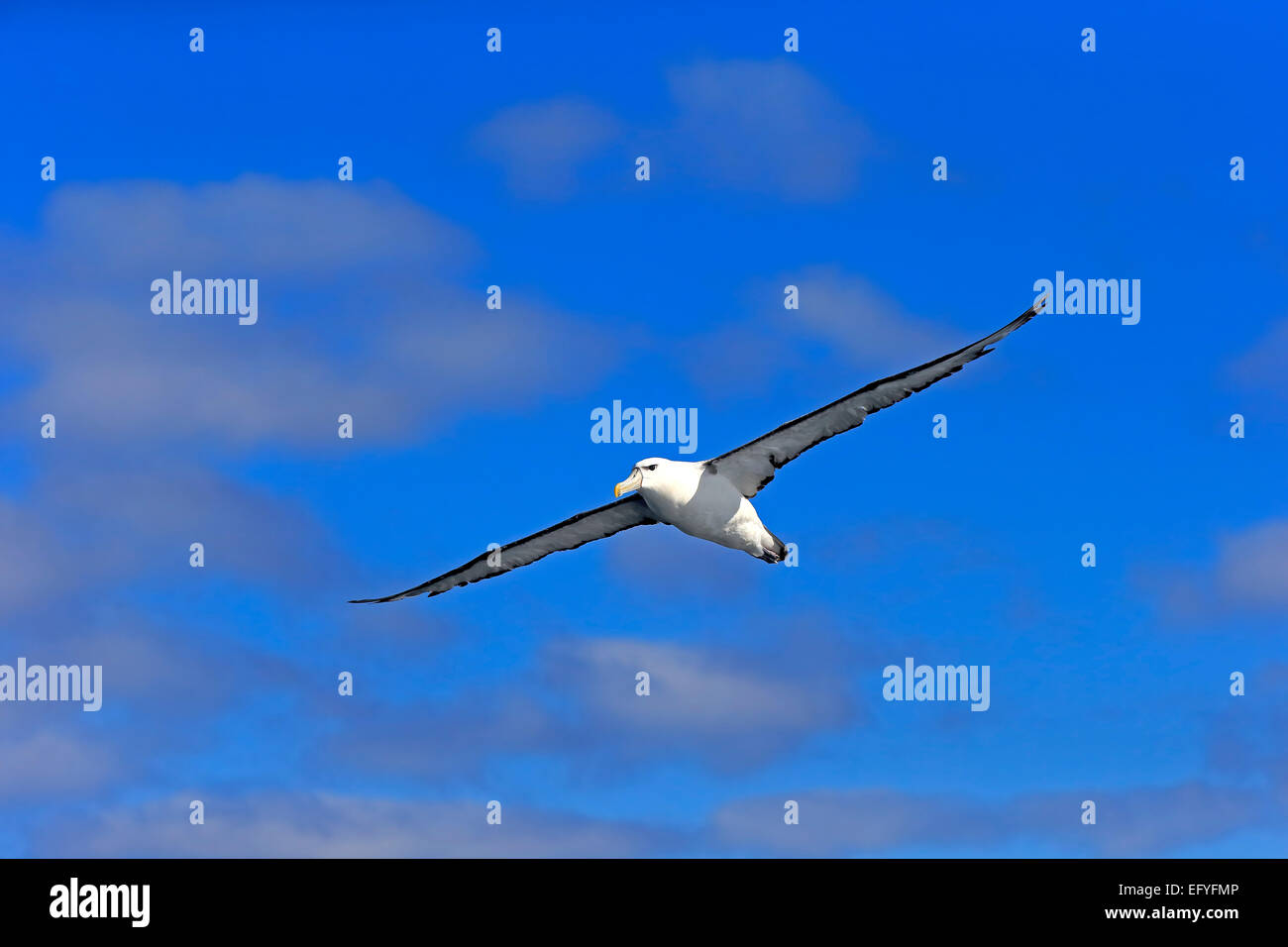 Shy albatross (Thalassarche cauta), adult, flying, Cape of Good Hope ...