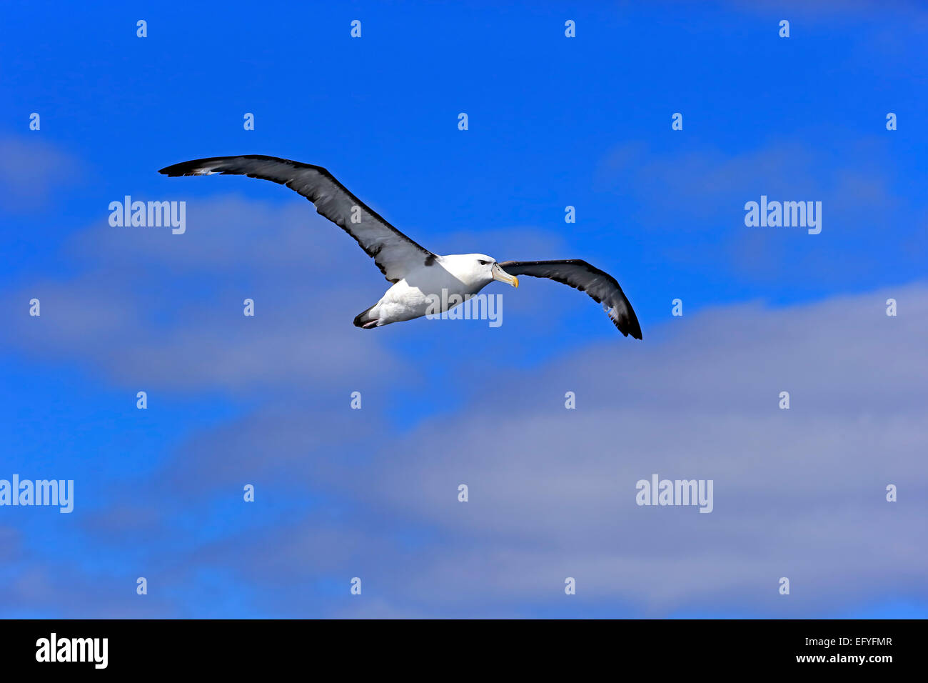 Shy albatross (Thalassarche cauta), adult, flying, Cape of Good Hope ...