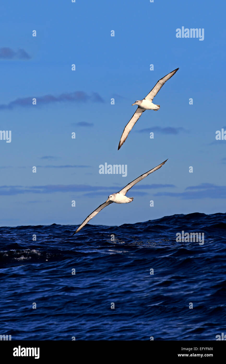 Shy albatross (Thalassarche cauta), adult, flying, pair, Cape of Good ...