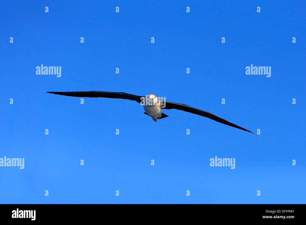 Shy albatross (Thalassarche cauta), adult, flying, Cape of Good Hope ...