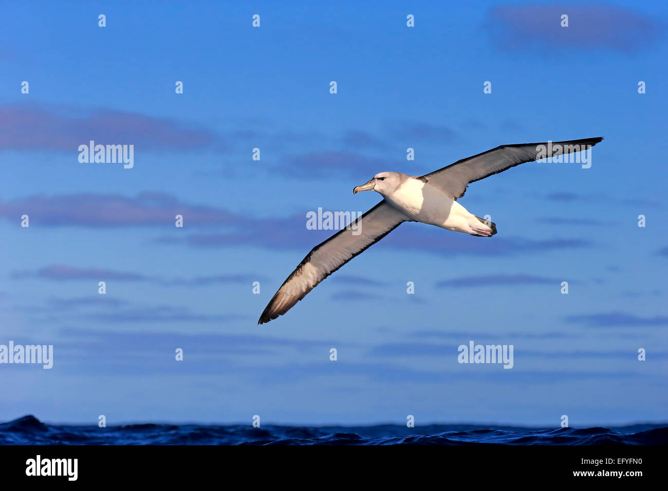 Shy albatross (Thalassarche cauta), adult, flying, Cape of Good Hope ...