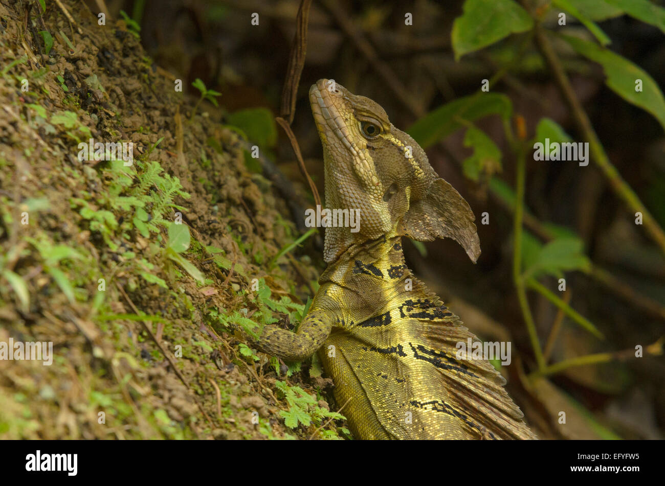 Basilisk lizard hi-res stock photography and images - Alamy