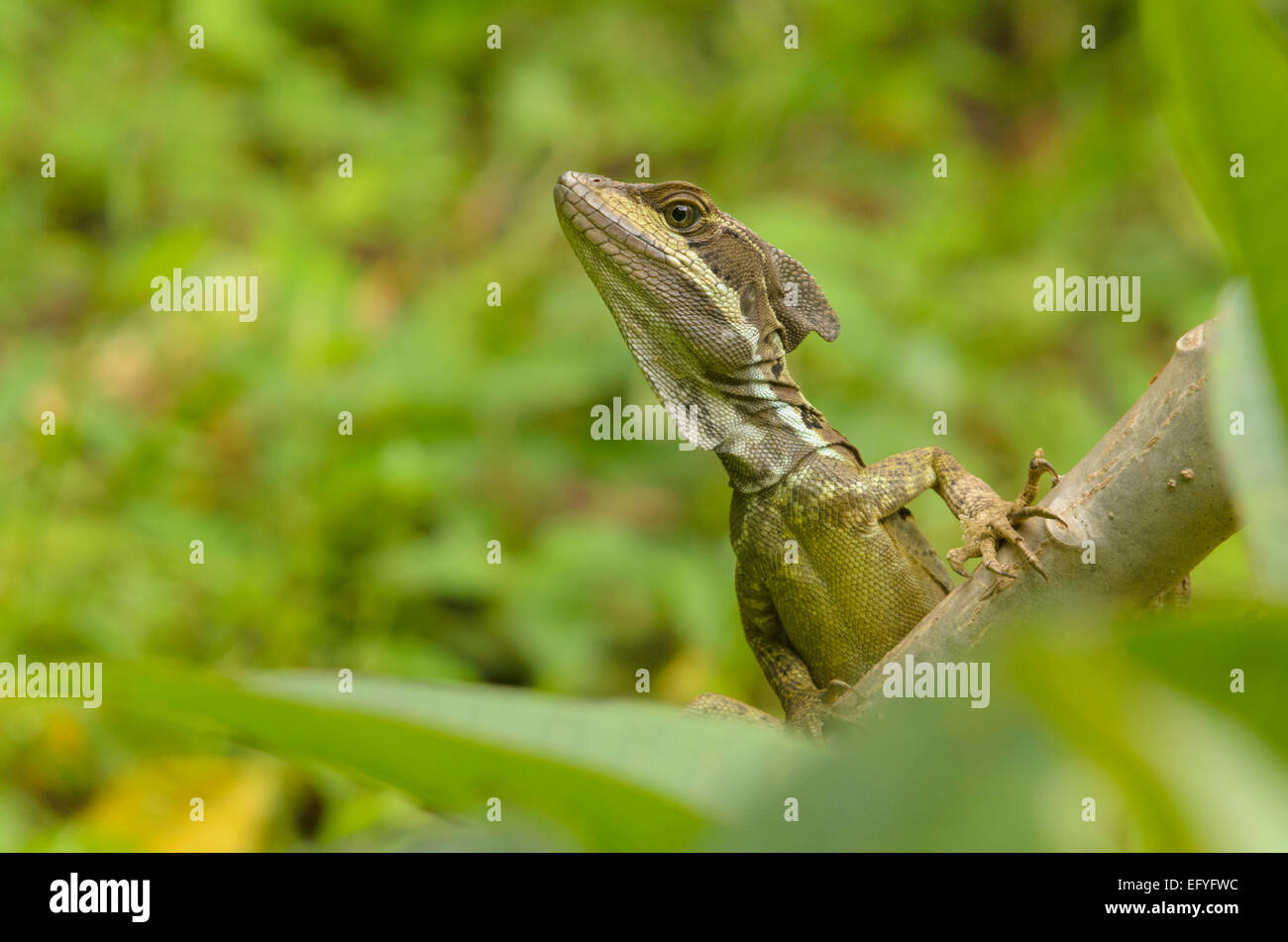 Basilisk lizard hi-res stock photography and images - Alamy