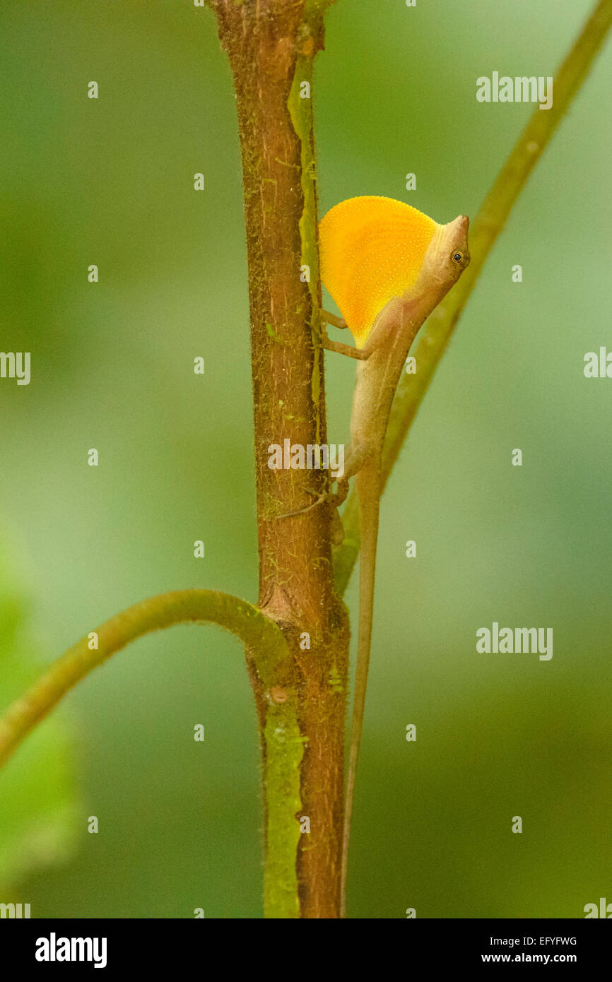 Anoles Lizard (Anolis) showing dewlap, Puntarenas Province, Costa Rica ...