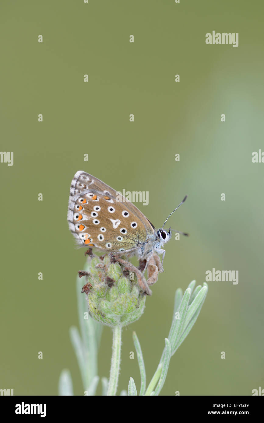Adonis Blue Butterfly: Lysandra bellargus. Controlled Stock Photo - Alamy