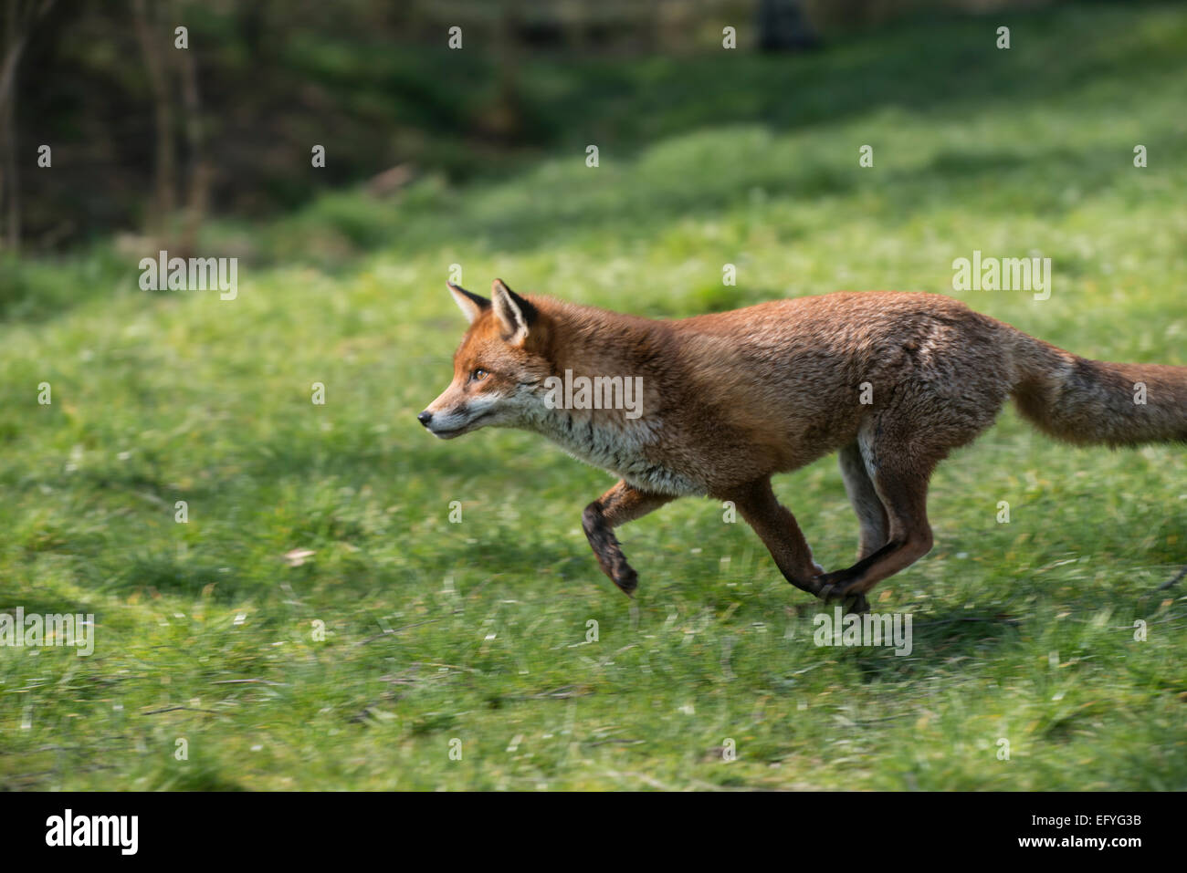 Red fox british wildlife centre hi-res stock photography and images - Alamy