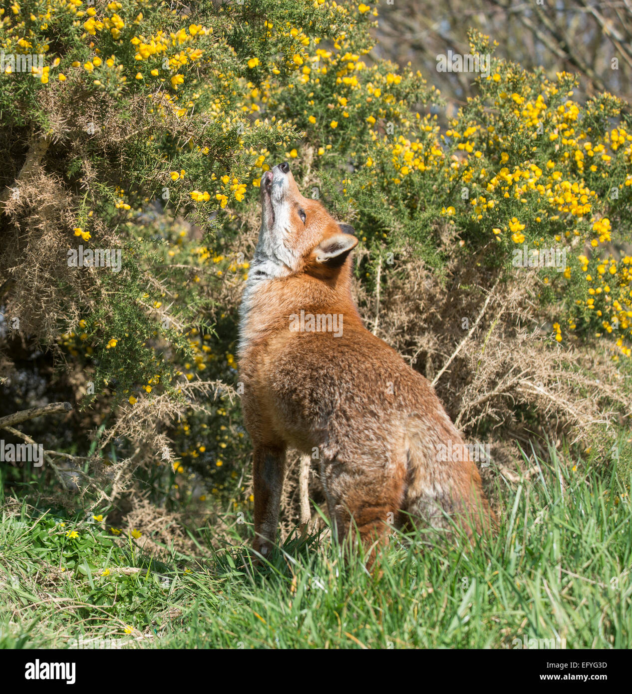 Red fox vulpes vulpes british wildlife hi-res stock photography and images - Alamy