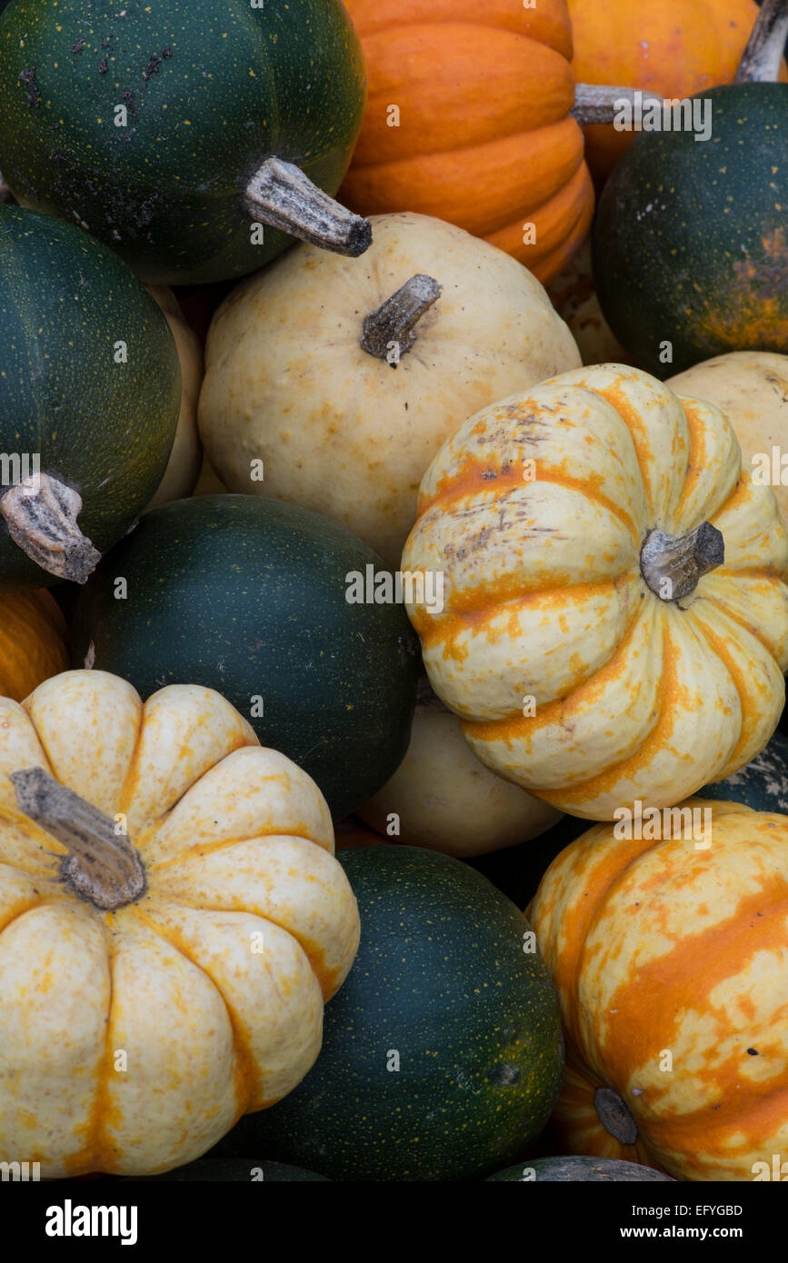 Squash Cucurbita Sp High Resolution Stock Photography and Images - Alamy