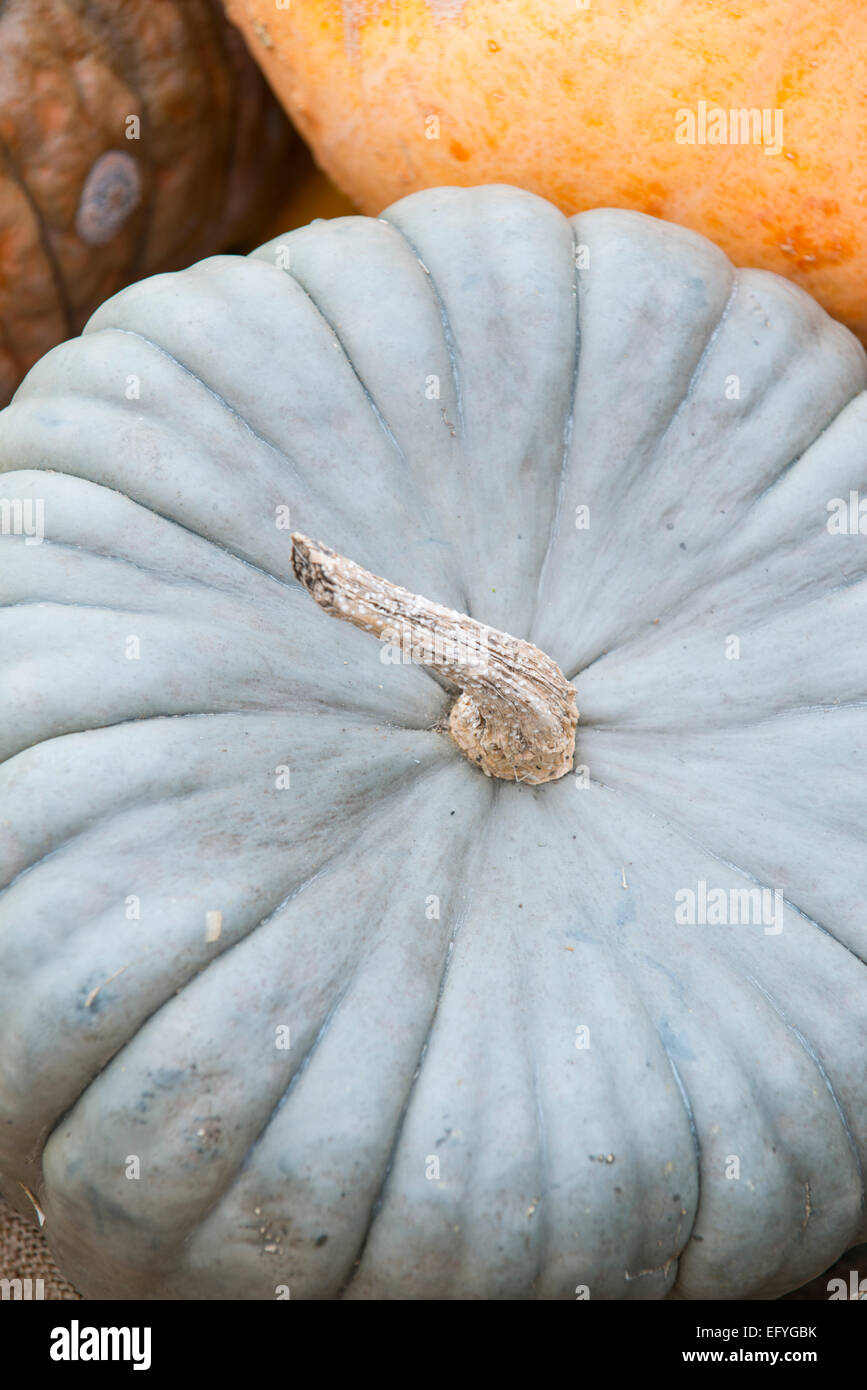 Variety of Cultivated Pumpkins: Cucurbita sp Stock Photo - Alamy