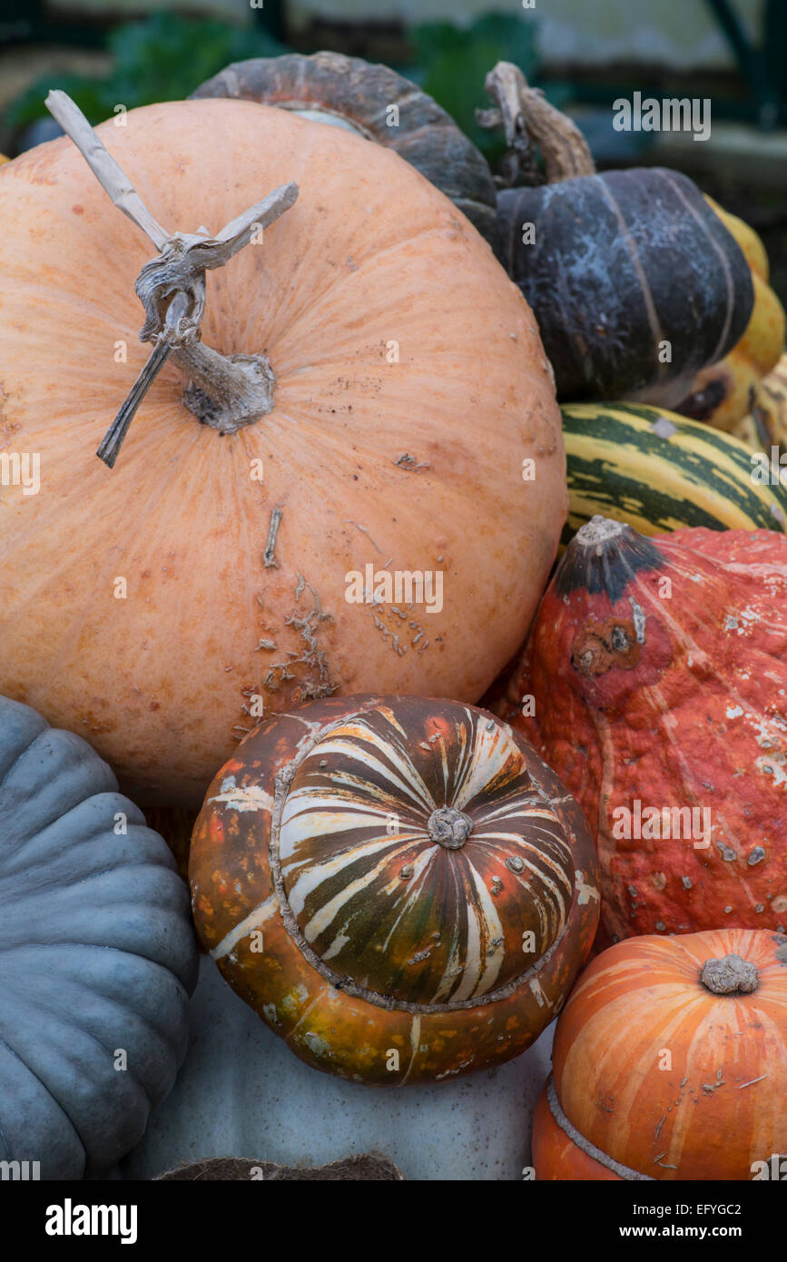 Squash cucurbita sp hi-res stock photography and images - Alamy