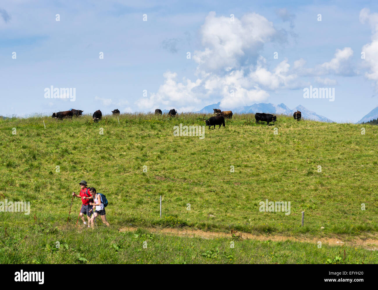 Alpine animals farming hi-res stock photography and images - Alamy