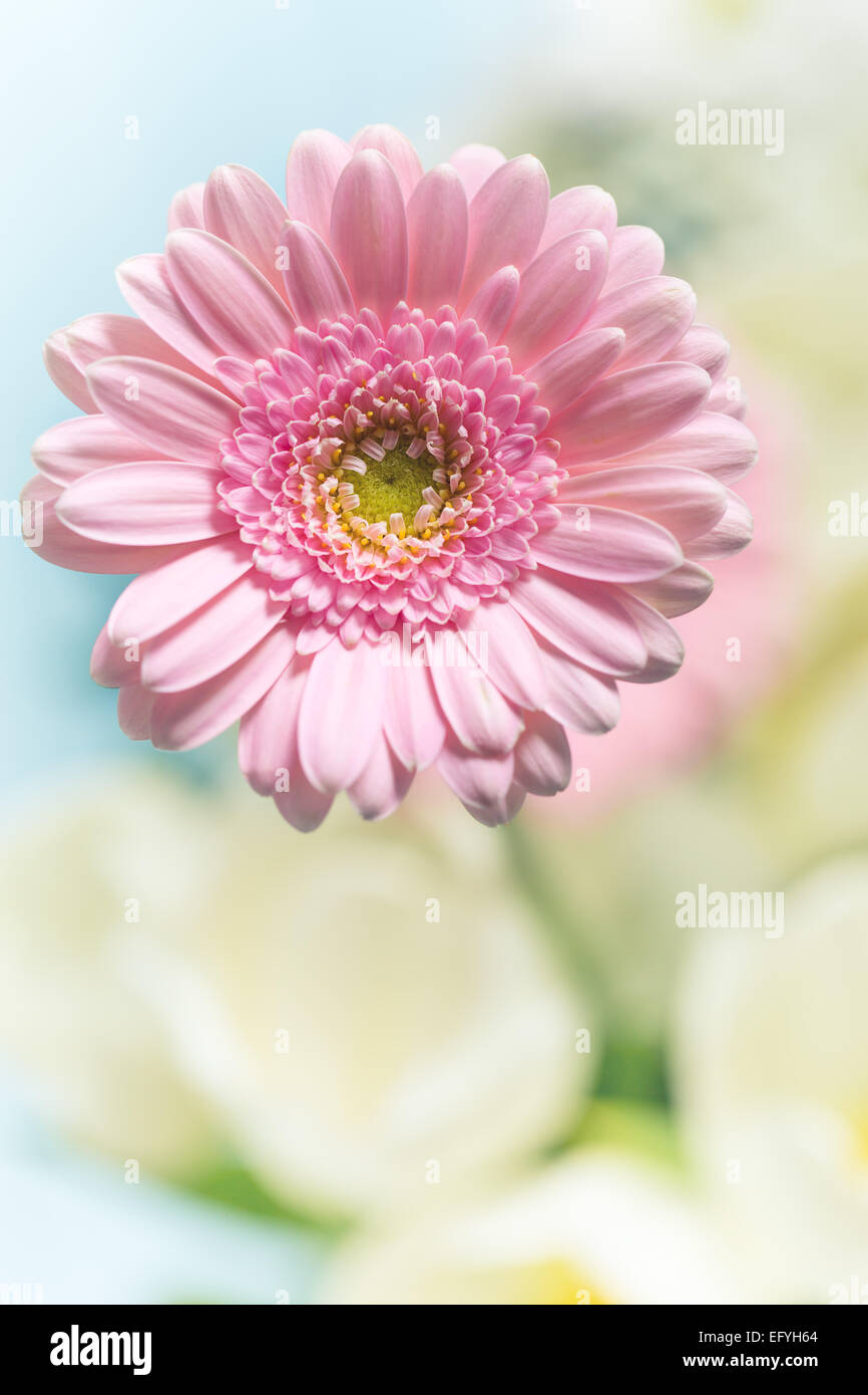 Pink gerber daisy hi-res stock photography and images - Alamy