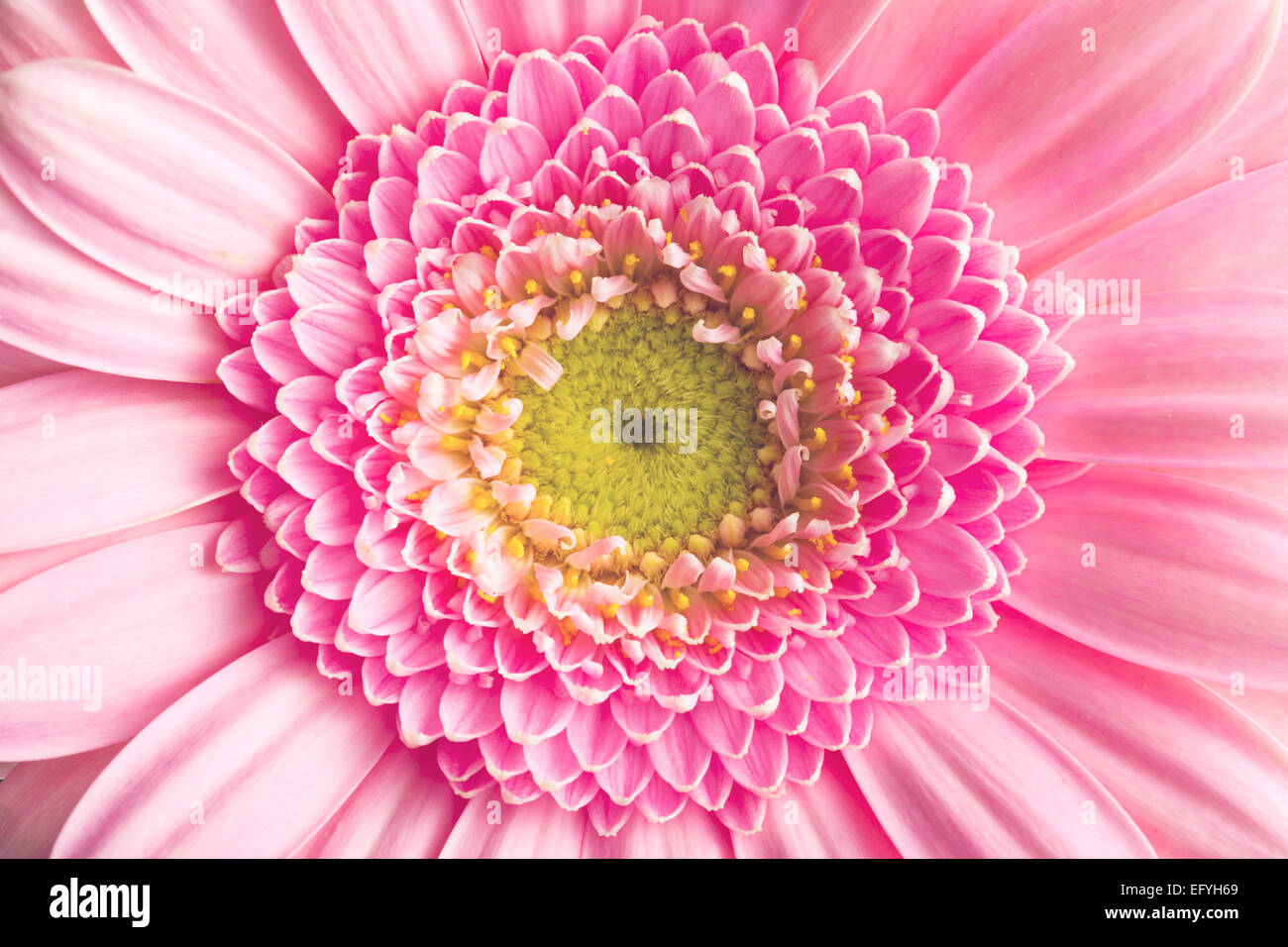macro shot of Gerber Daisy Stock Photo - Alamy