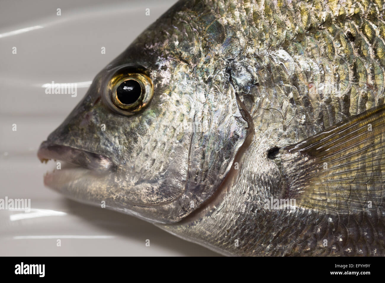 A close up photograph of a Yellowfin Bream on a dinner plate. The ...