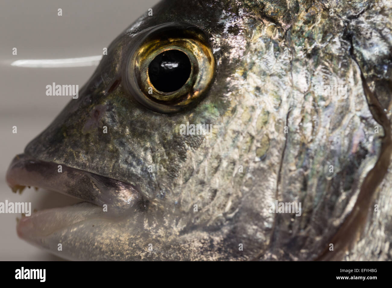 Black Bream Scales High Resolution Stock Photography and Images - Alamy