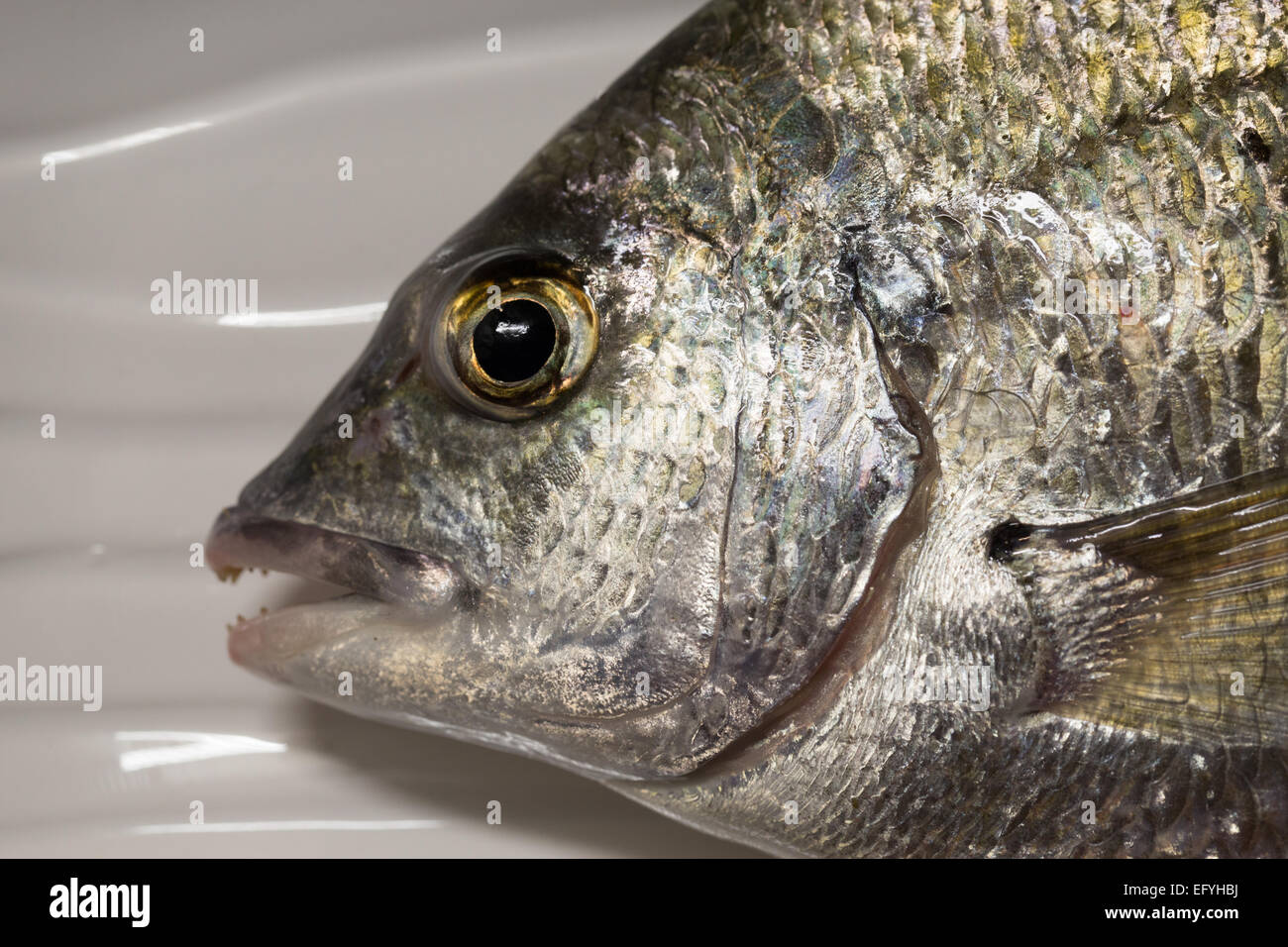 A close up photograph of a Yellowfin Bream on a dinner plate. The ...