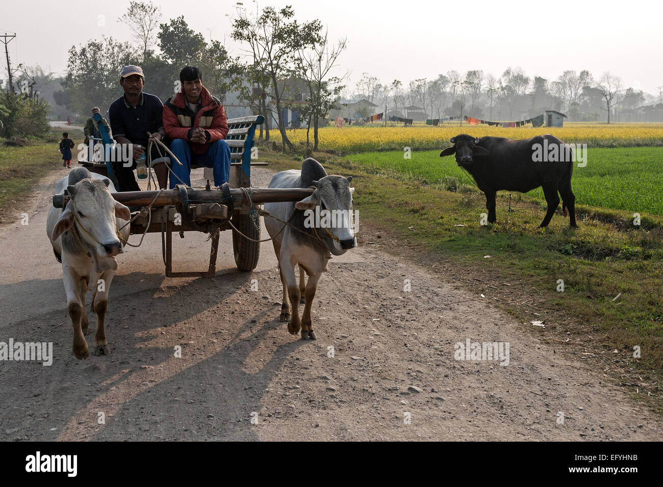 Driving Bullock Cart Stock Photos & Driving Bullock Cart Stock Images ...