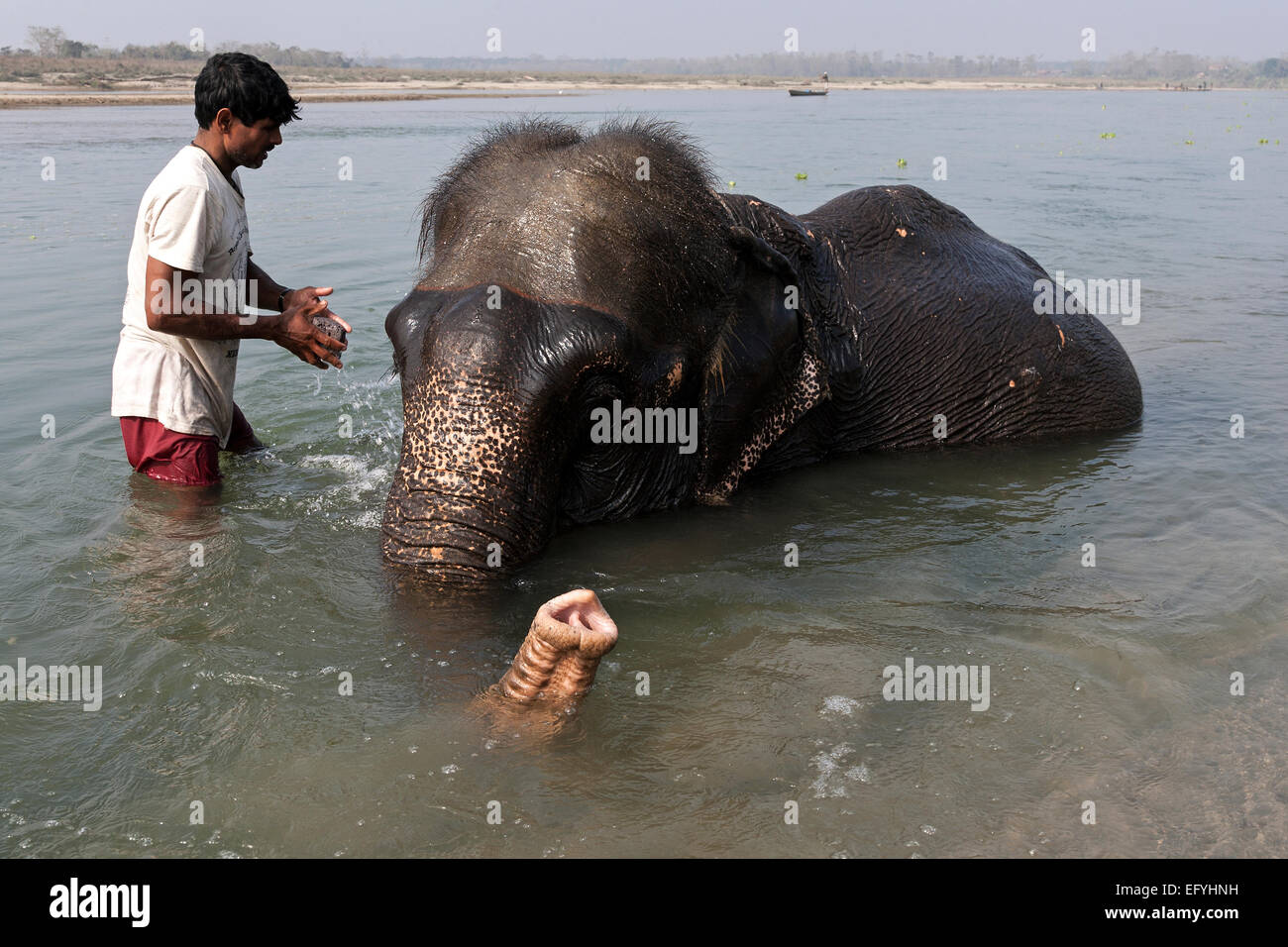 Nepalese mahout bathing his elephant in the East Rapti River at Sauraha ...