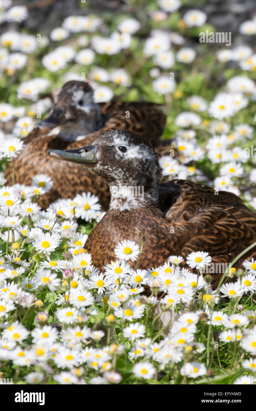 Two ducks lying in a field of daisies. Female mallards - hybrid, mutant ...