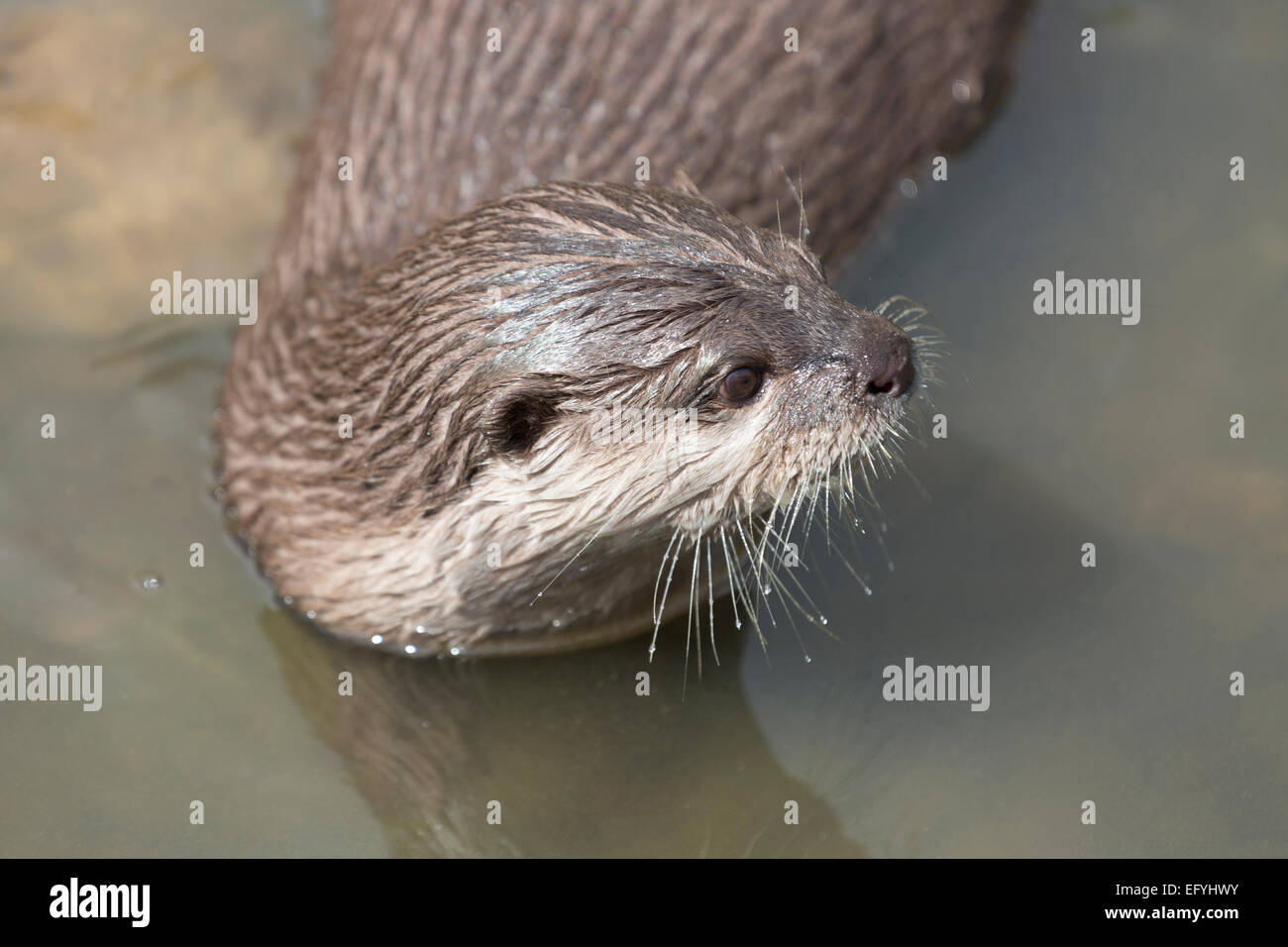 Eurasian otter hi-res stock photography and images - Alamy