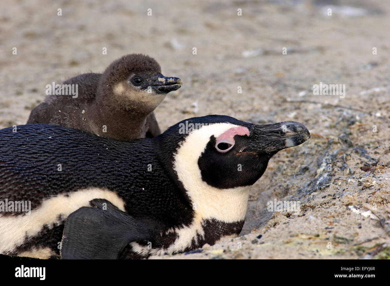 African penguin nest hi-res stock photography and images - Alamy