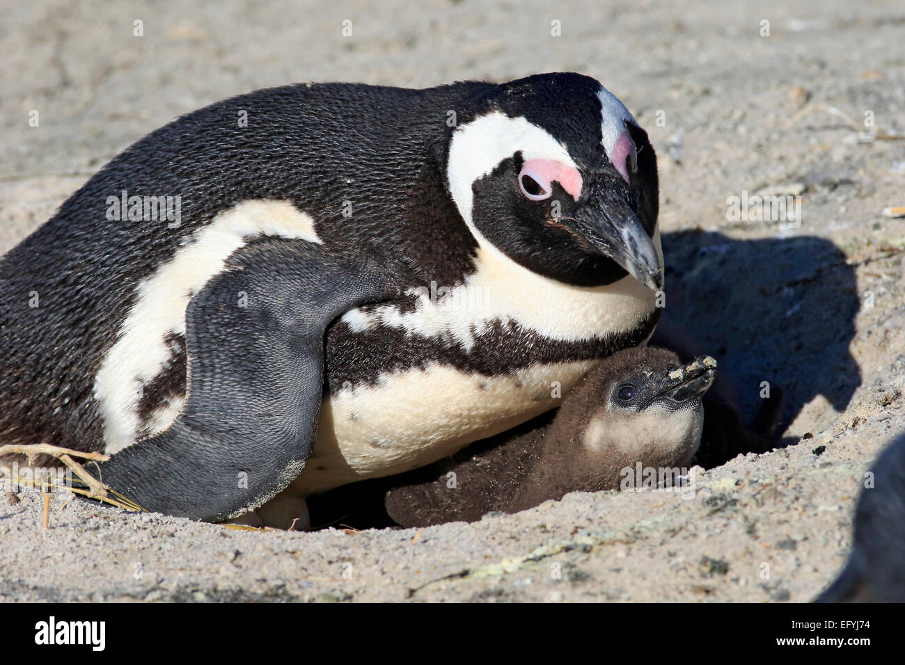 African penguin nest hi-res stock photography and images - Alamy