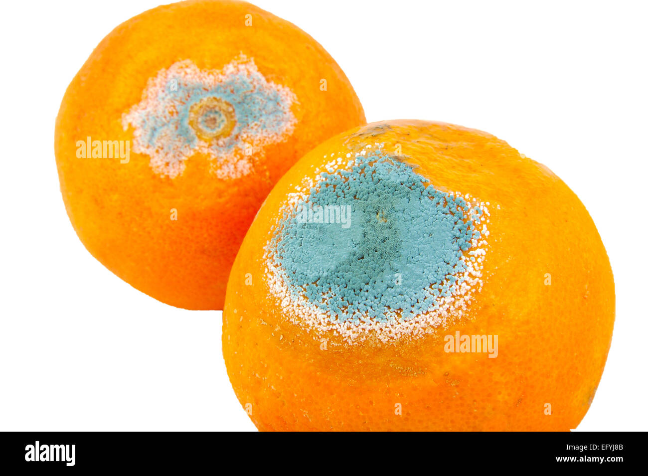 Rotten oranges hi-res stock photography and images - Alamy