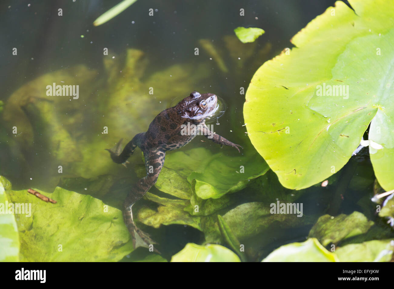 European common frog hi-res stock photography and images - Alamy