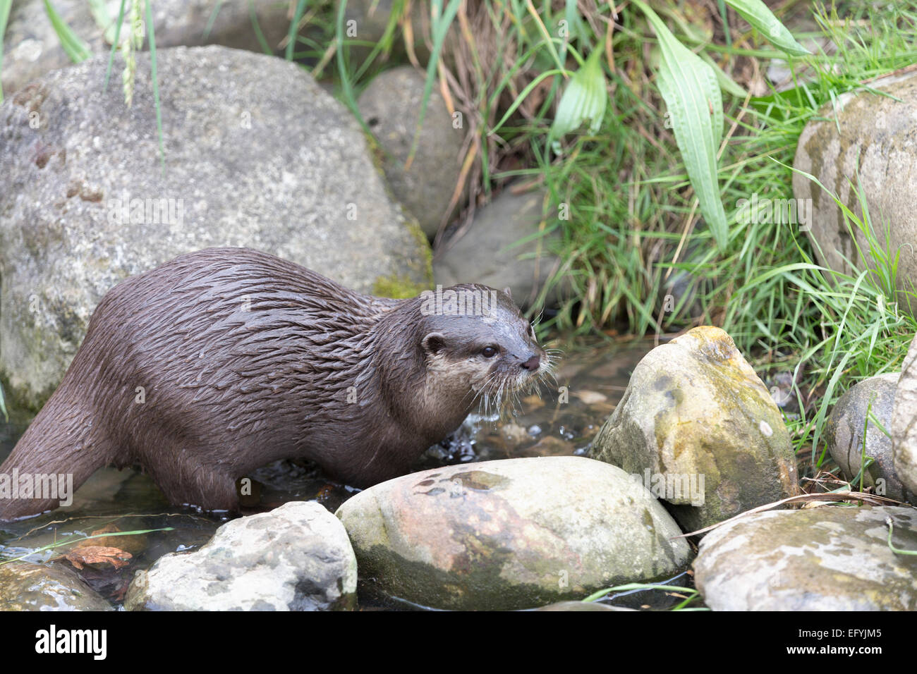 Eurasian otter hi-res stock photography and images - Alamy