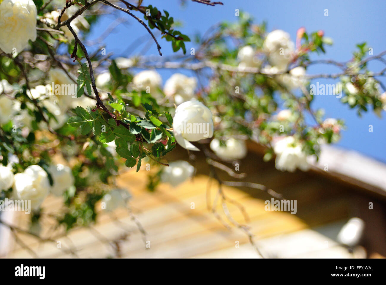 Brier hi-res stock photography and images - Alamy