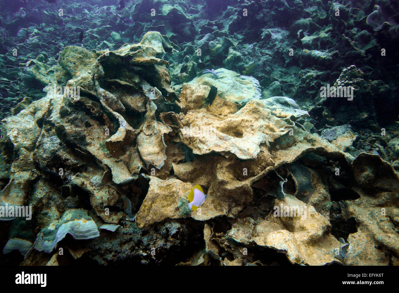 Dying coral reef at Bunaken Island, Sulawesi Stock Photo - Alamy