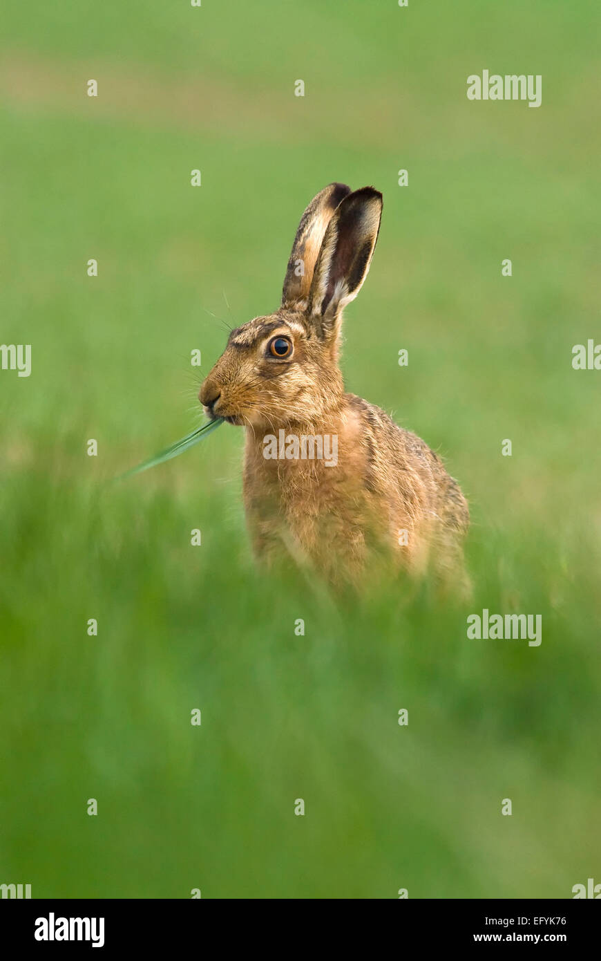 Hare Eating High Resolution Stock Photography and Images - Alamy