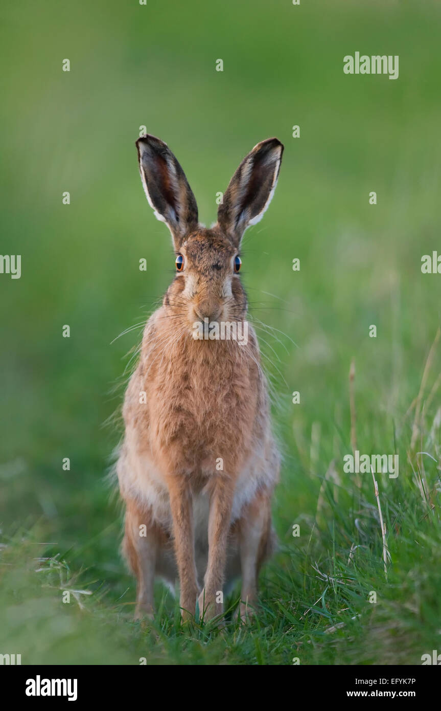Brown hare looking right at the camera showing the eyes on the side of ...